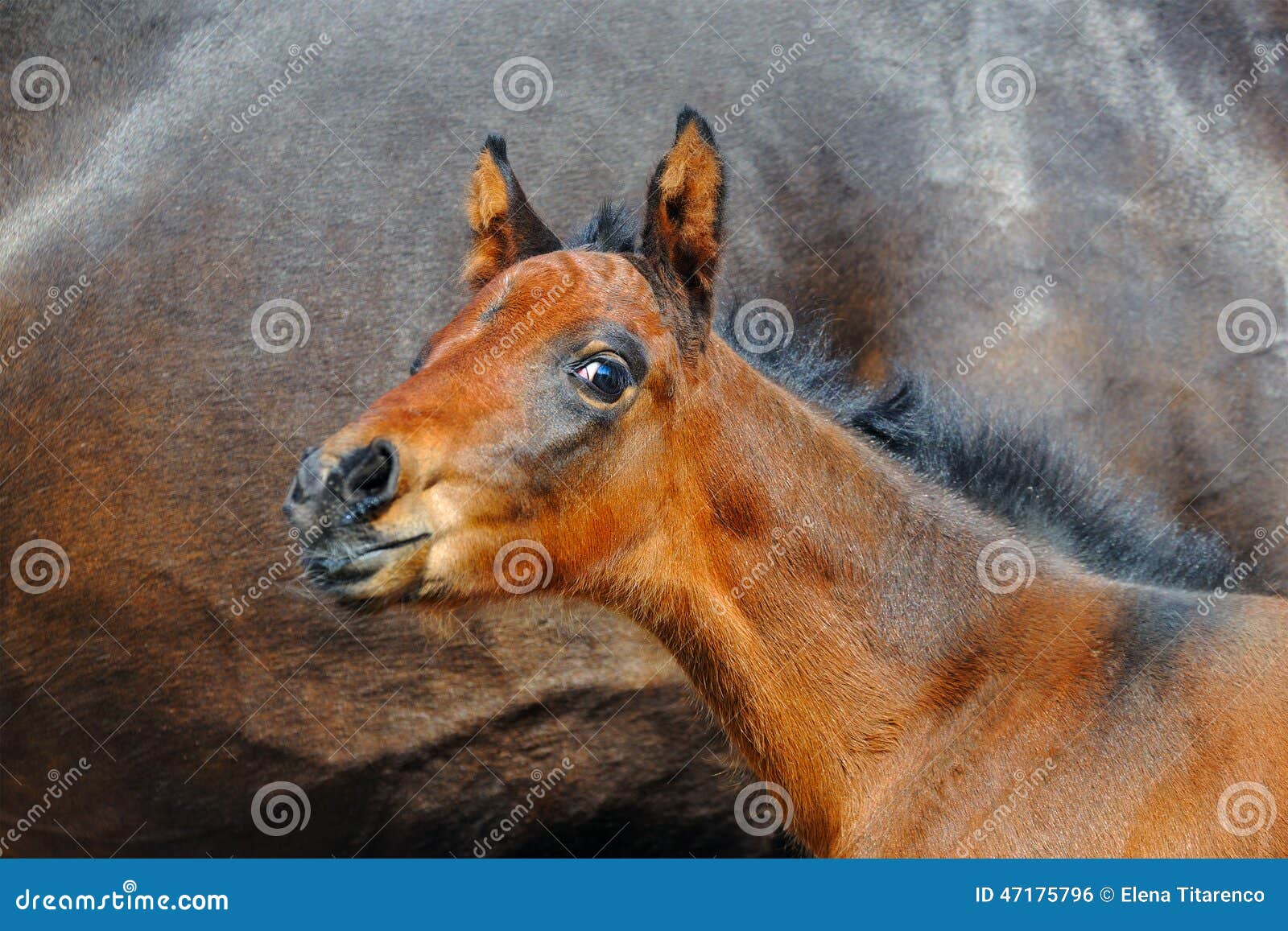 Puledro Neonato Della Bella Baia Ritratto Fotografia Stock - Immagine ...