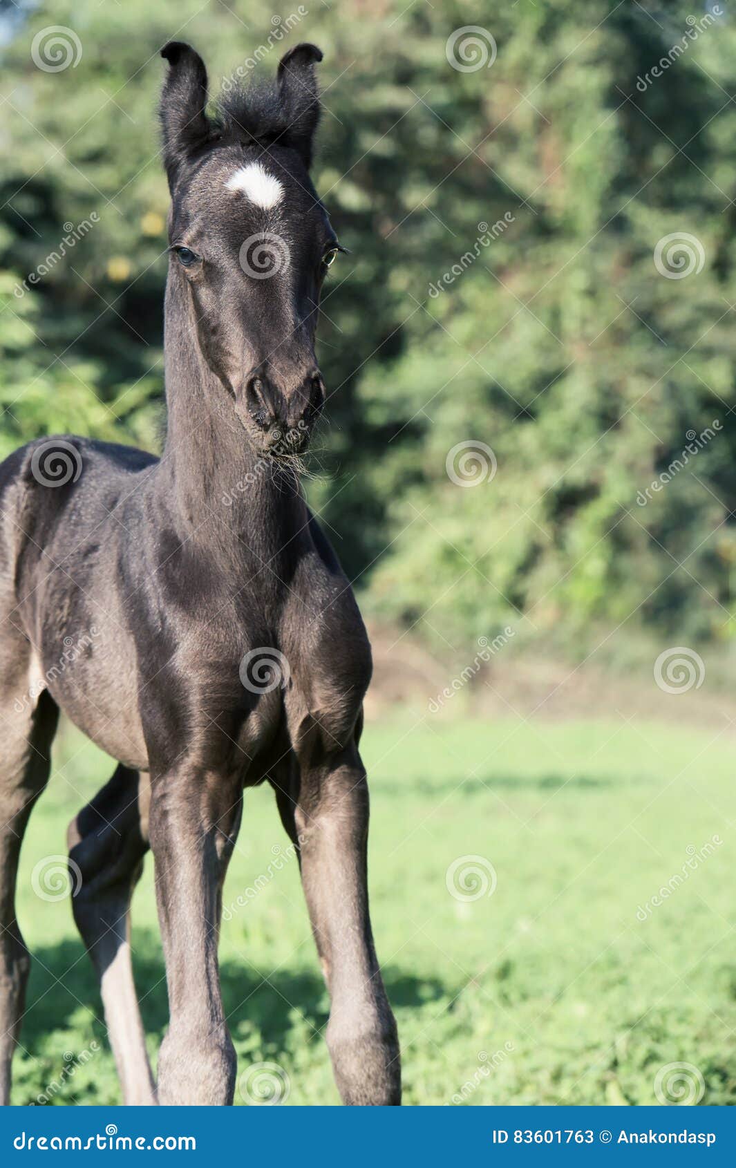Puledro Nero Corrente Di Marwari Immagine Stock - Immagine di testa ...