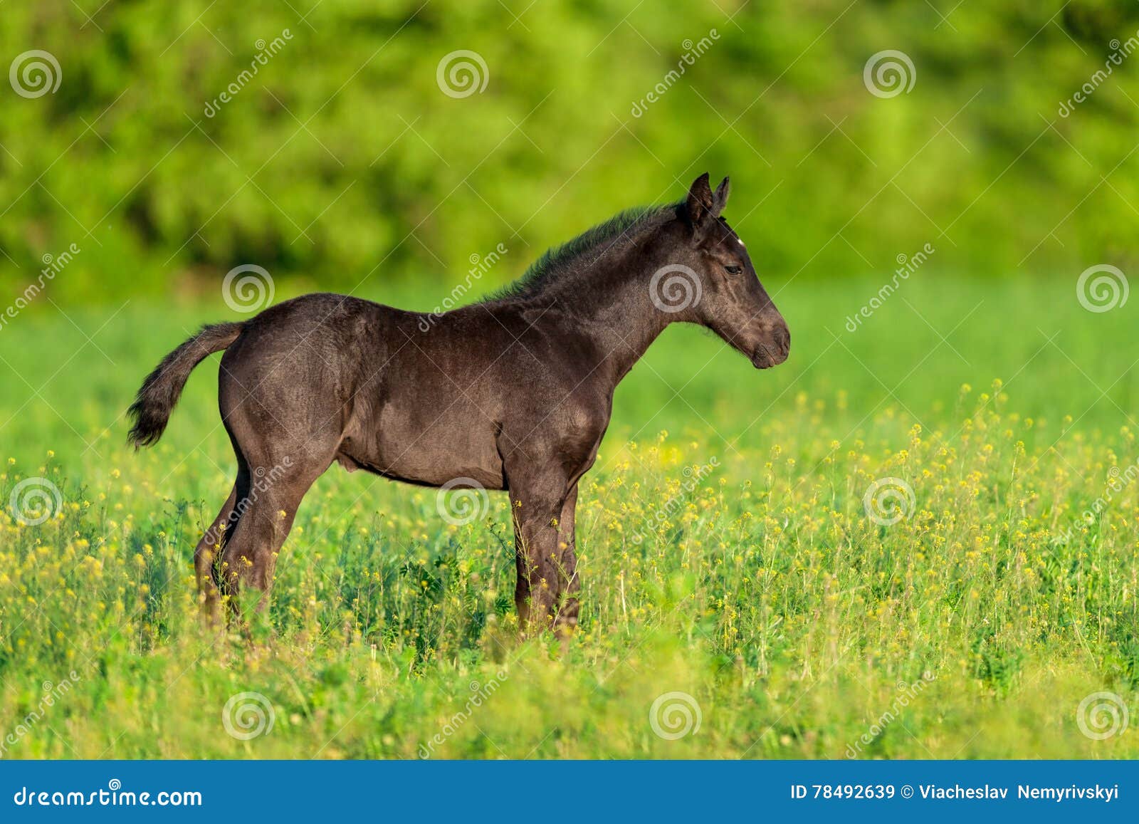 Puledro nero in fiori immagine stock. Immagine di colore - 78492639