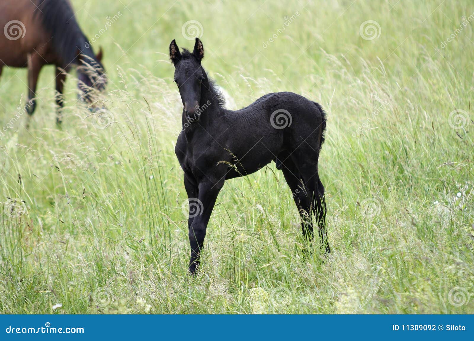 Puledro Nero - Foal Maschio Fotografia Stock - Immagine di cavalla ...