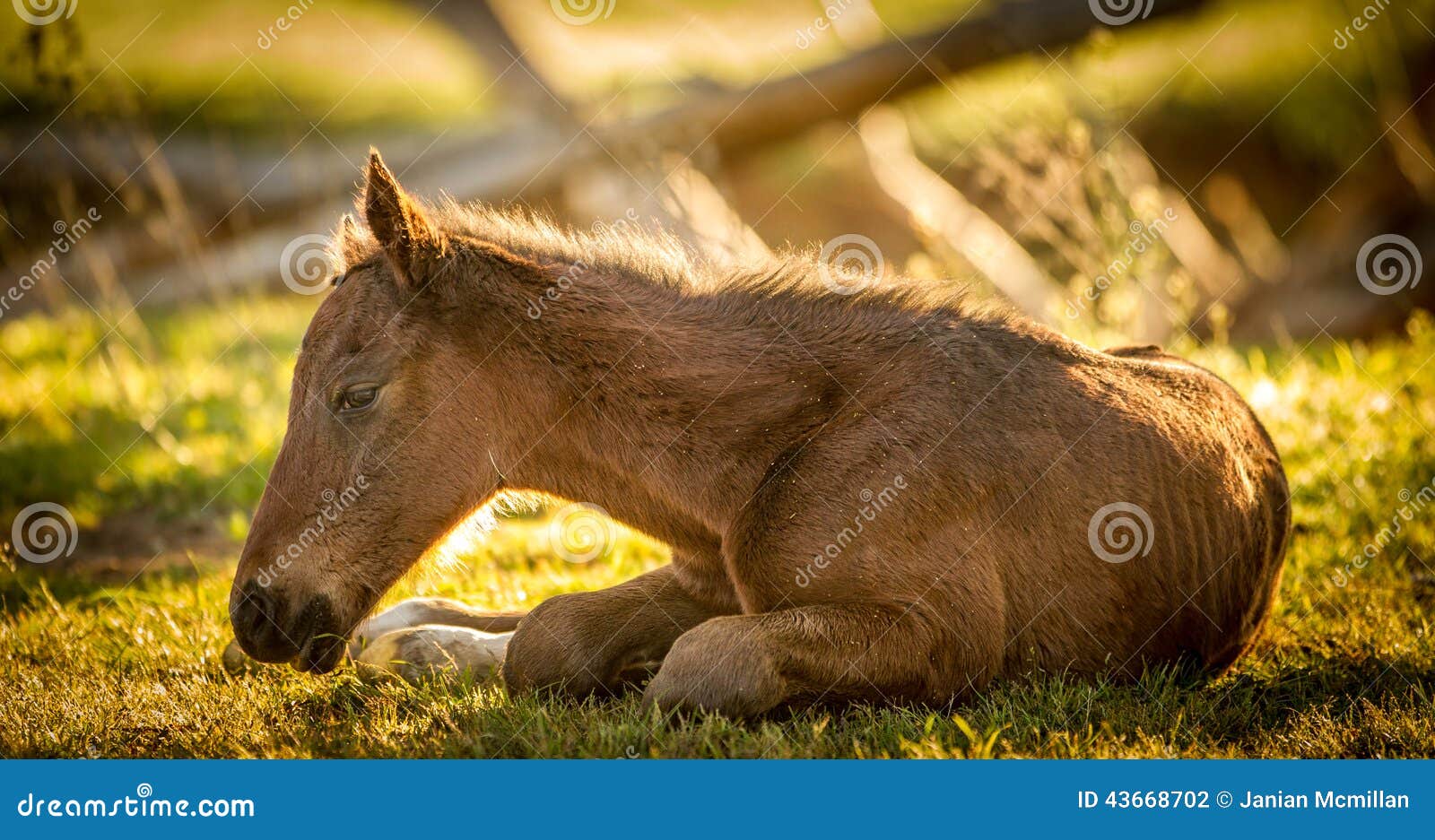 Puledro Sonnolento Del Purosangue Fotografia Stock - Immagine di ...