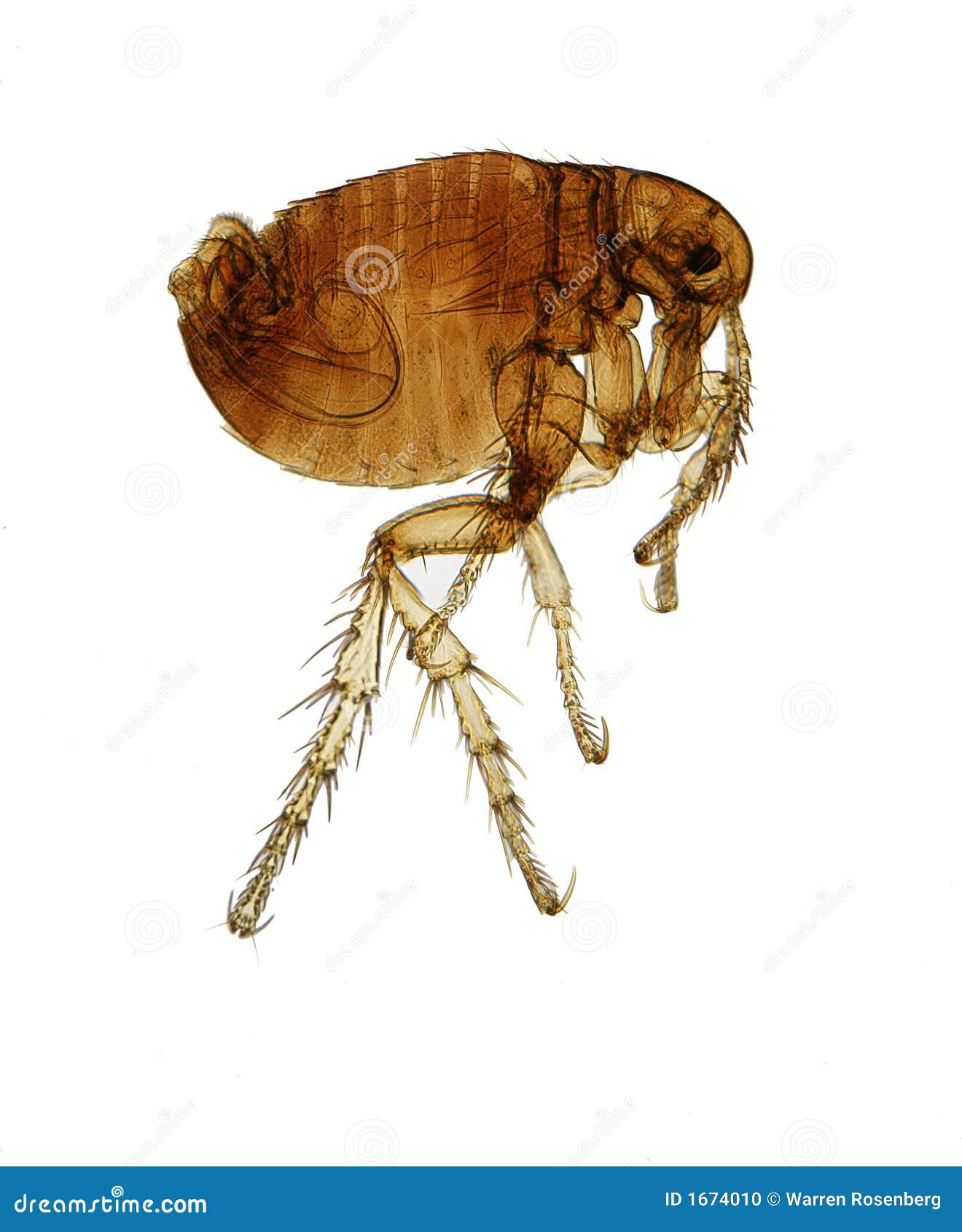 Pulga foto de archivo. Imagen de garras, insecto, infecte - 1674010