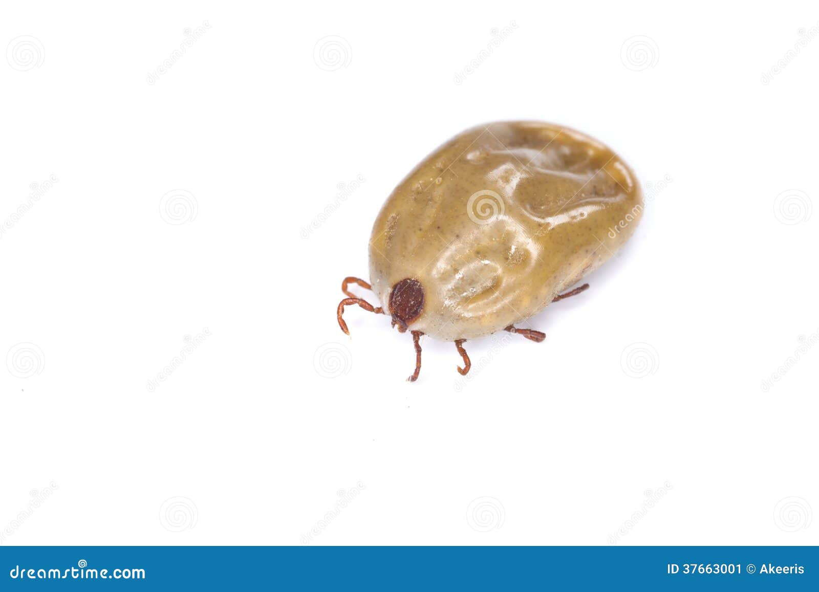 Pulga imagen de archivo. Imagen de salud, cubo, fondo - 37663001