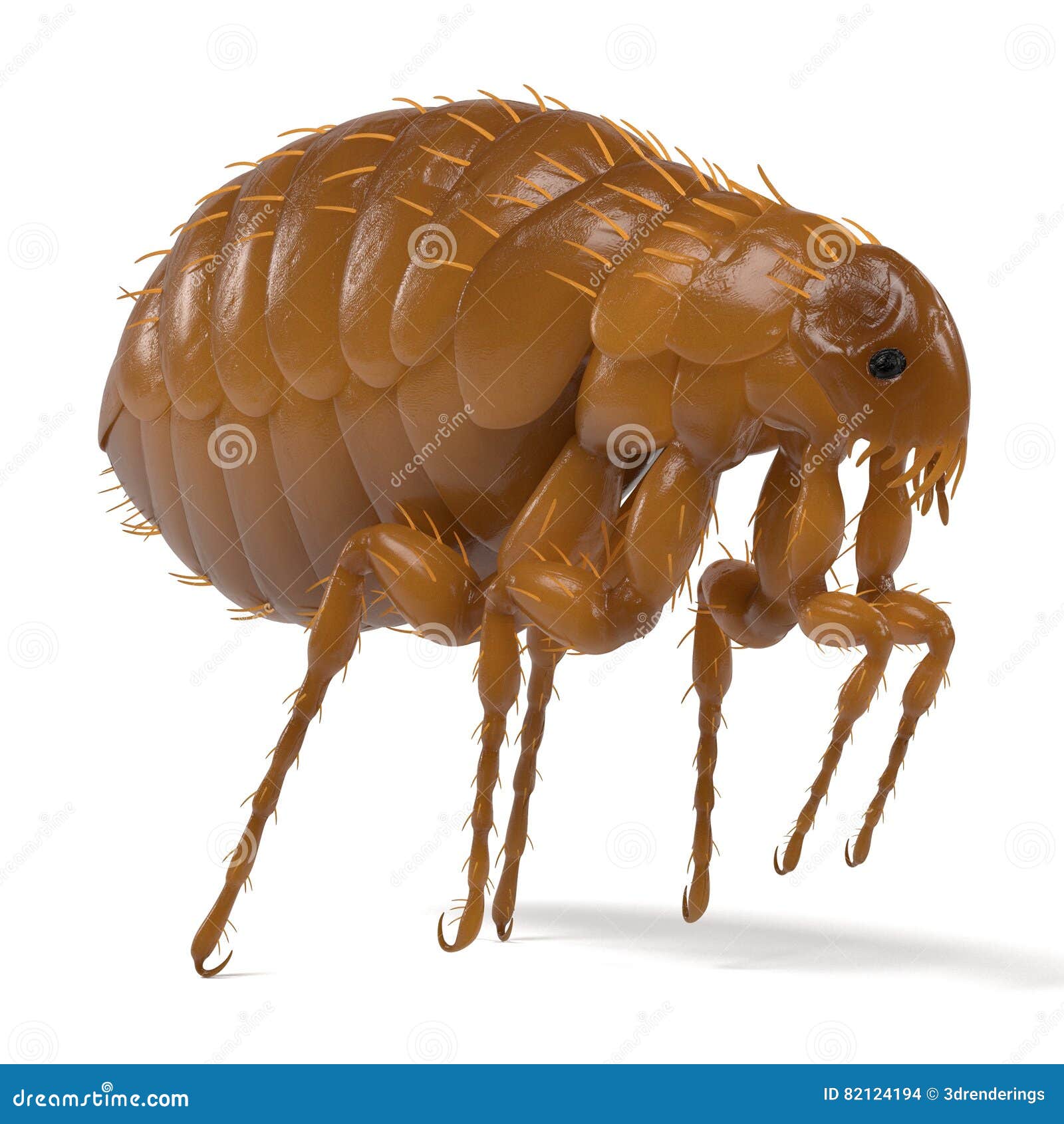 Pulga stock de ilustración. Ilustración de sangre, insecto - 82124194