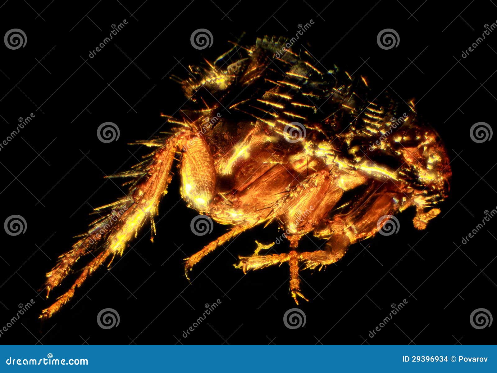 Pulga Bajo El Microscopio (Siphonaptera) Foto de archivo - Imagen de ...