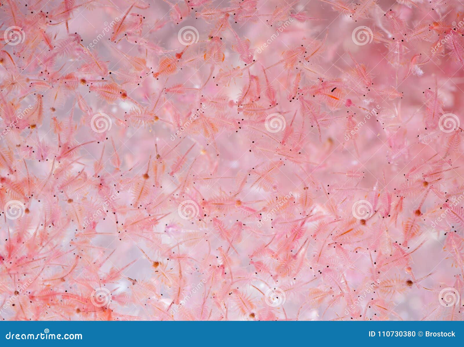 Pulga de agua o Daphnia foto de archivo. Imagen de cubo - 110730380