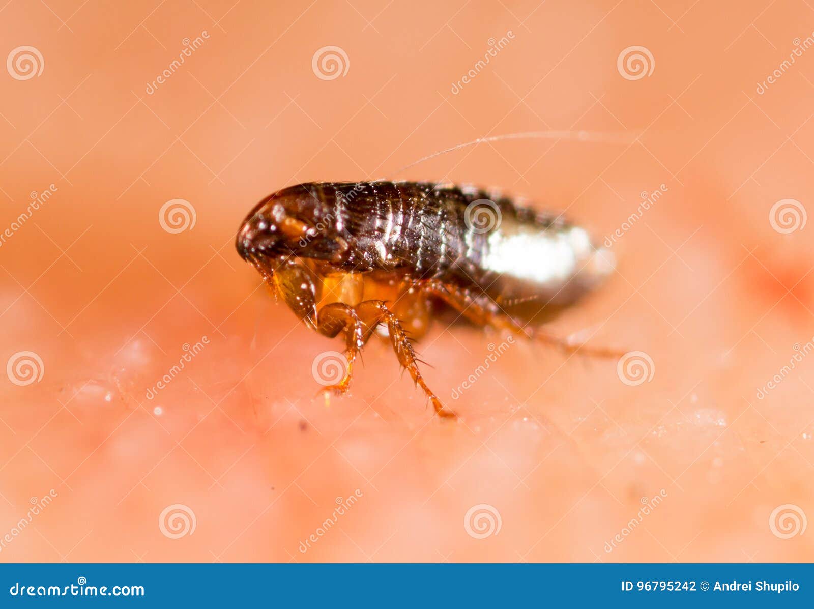 Pulga na pele humana foto de stock. Imagem de branco - 96795242