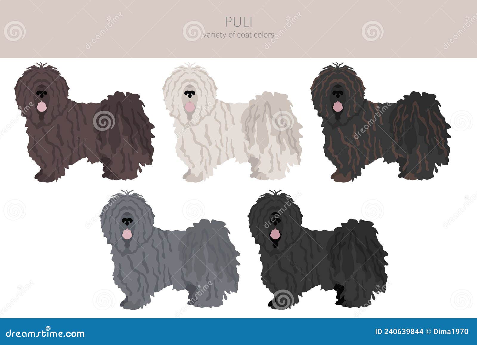 Puli Clipart. Different Poses, Coat Colors Set Stock Vector ...