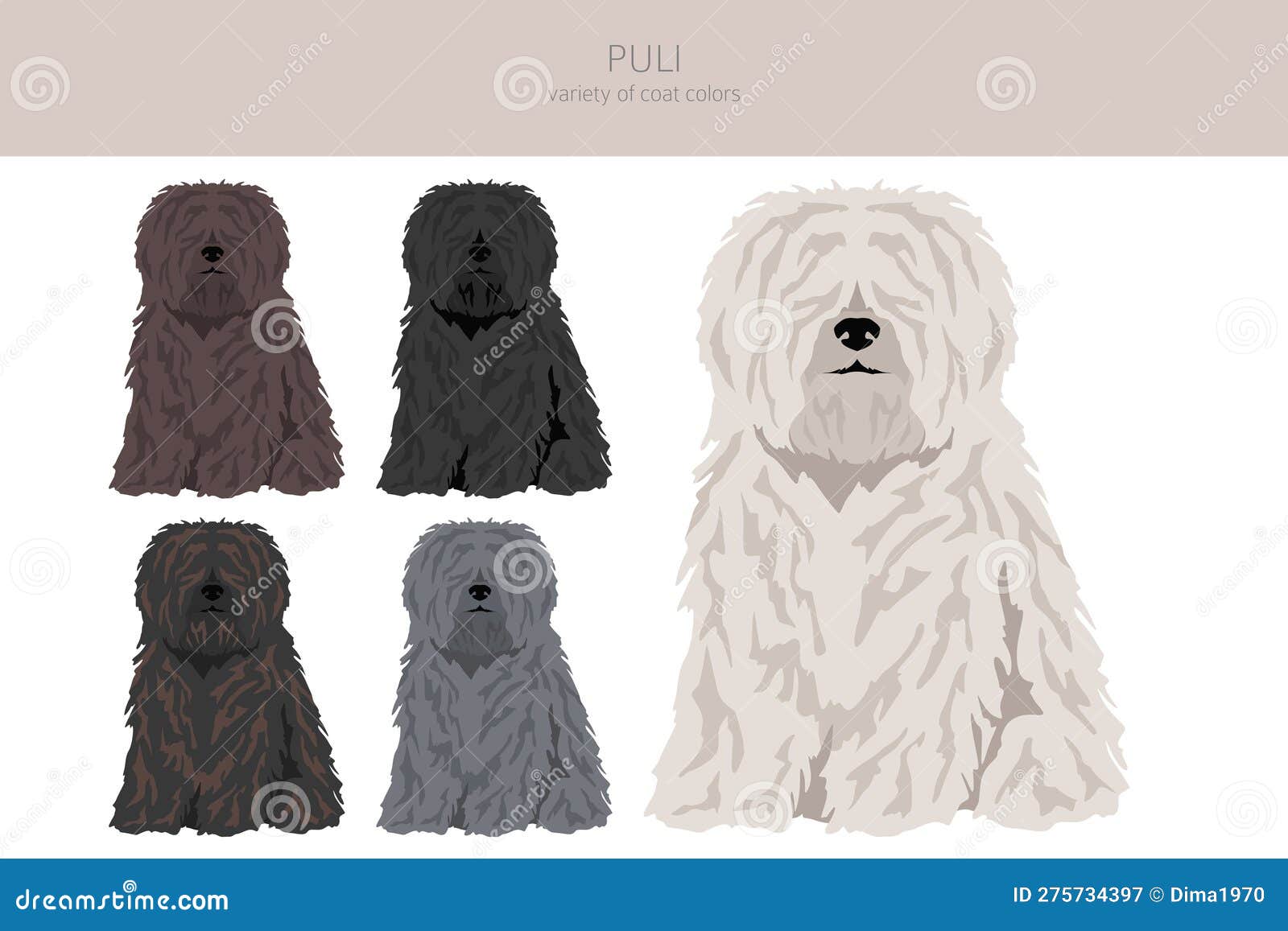 Puli Clipart. Different Poses, Coat Colors Set Stock Vector ...