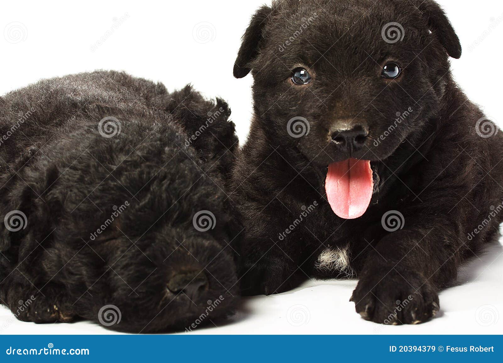Puli Dog stock image. Image of canine, head, hungarian - 20394379