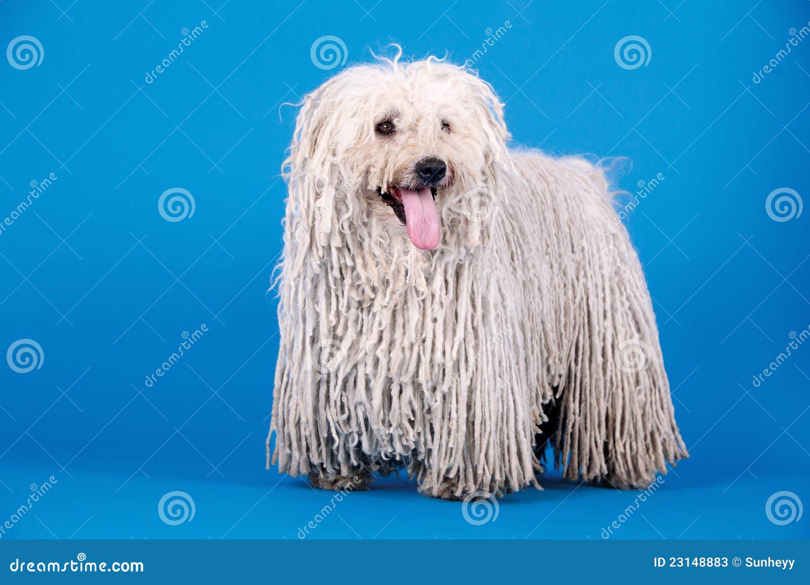 White Puli