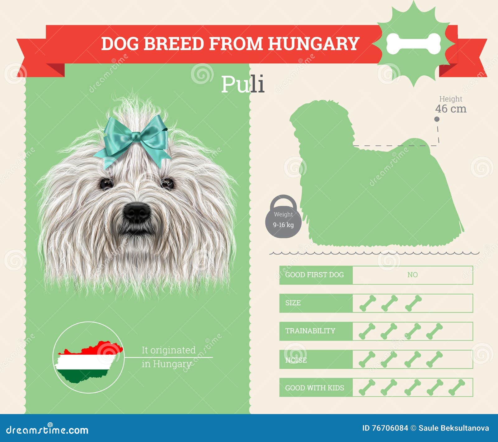Puli Dog Breed Infographics Stock Illustration - Illustration of curly ...