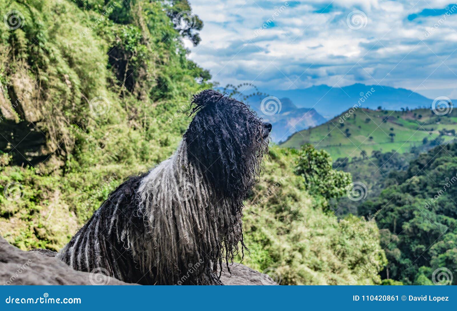 The Puli Dog on the Top of the Mountain Stock Image - Image of grass ...