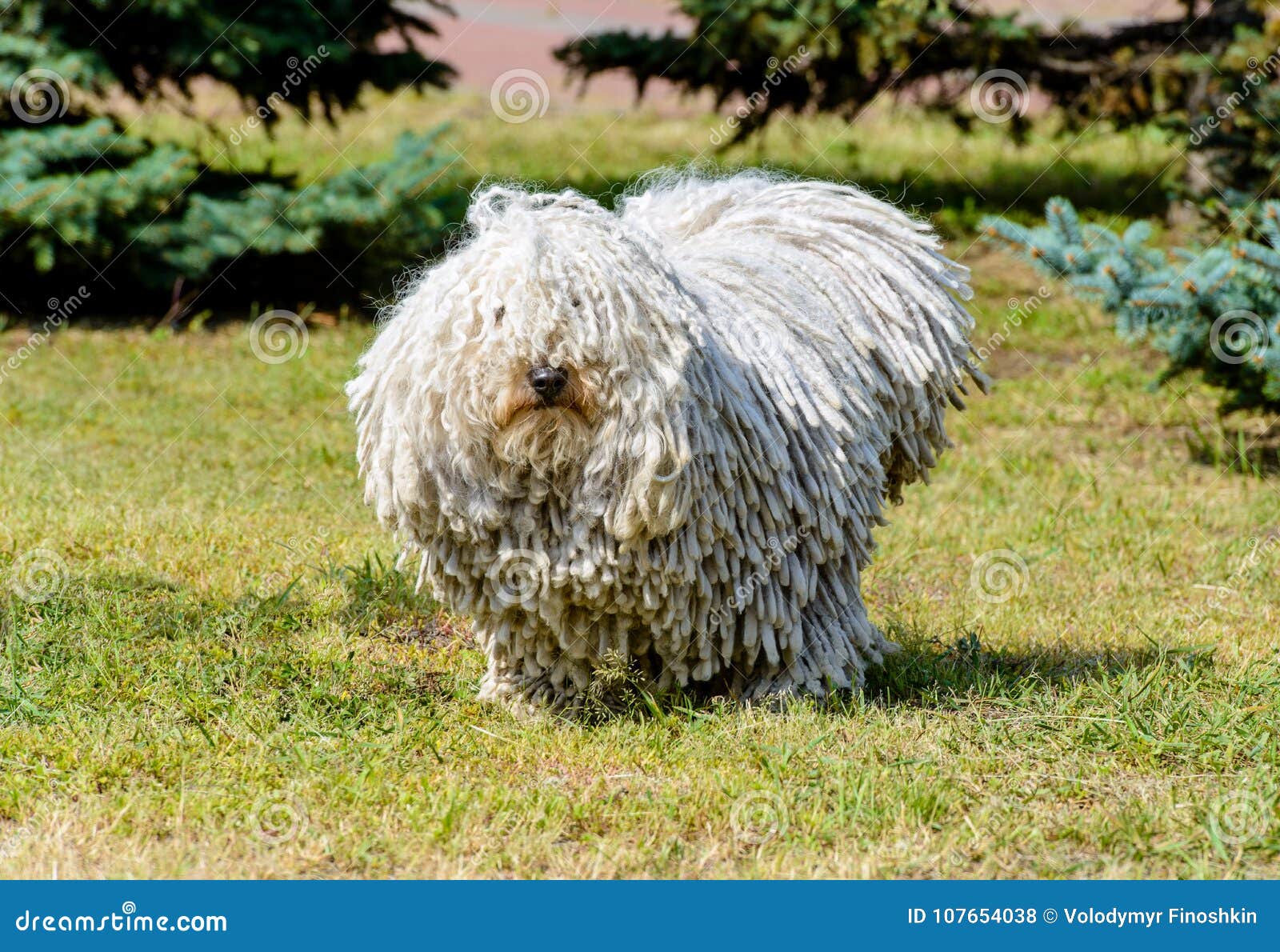 Puli Stands Stock Photos - Free & Royalty-Free Stock Photos from Dreamstime