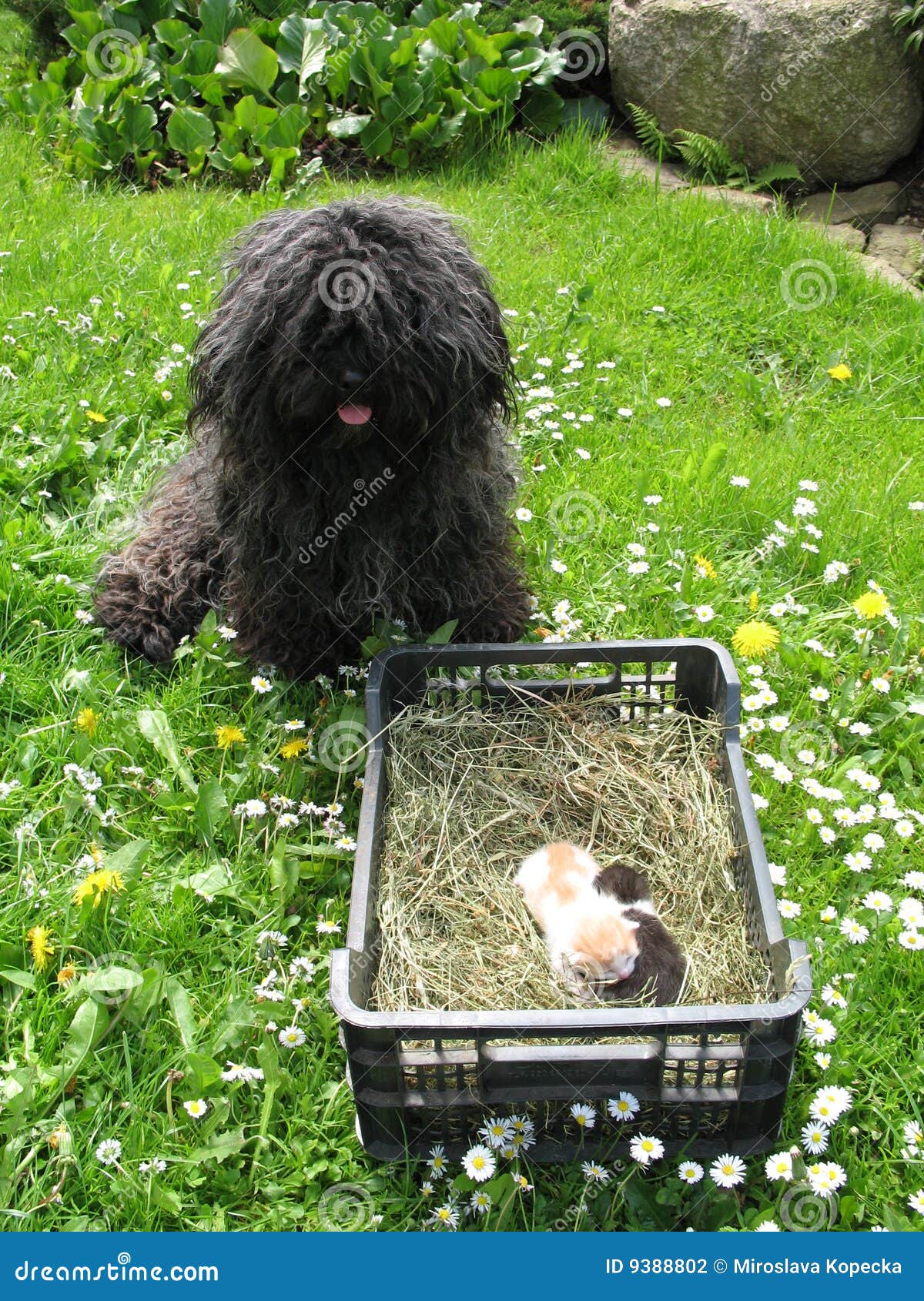 Puli and kittens stock photo. Image of basket, black, puli - 9388802