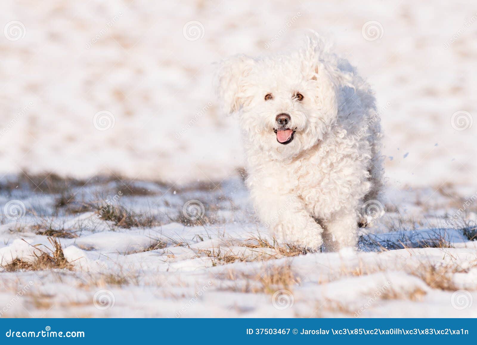 Puli in Snow stock image. Image of ribbon, colorful, exhibition - 37503467