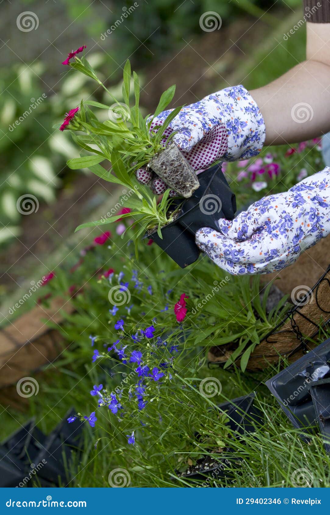 Pull flower to plant stock photo. Image of potting, defocused - 29402346