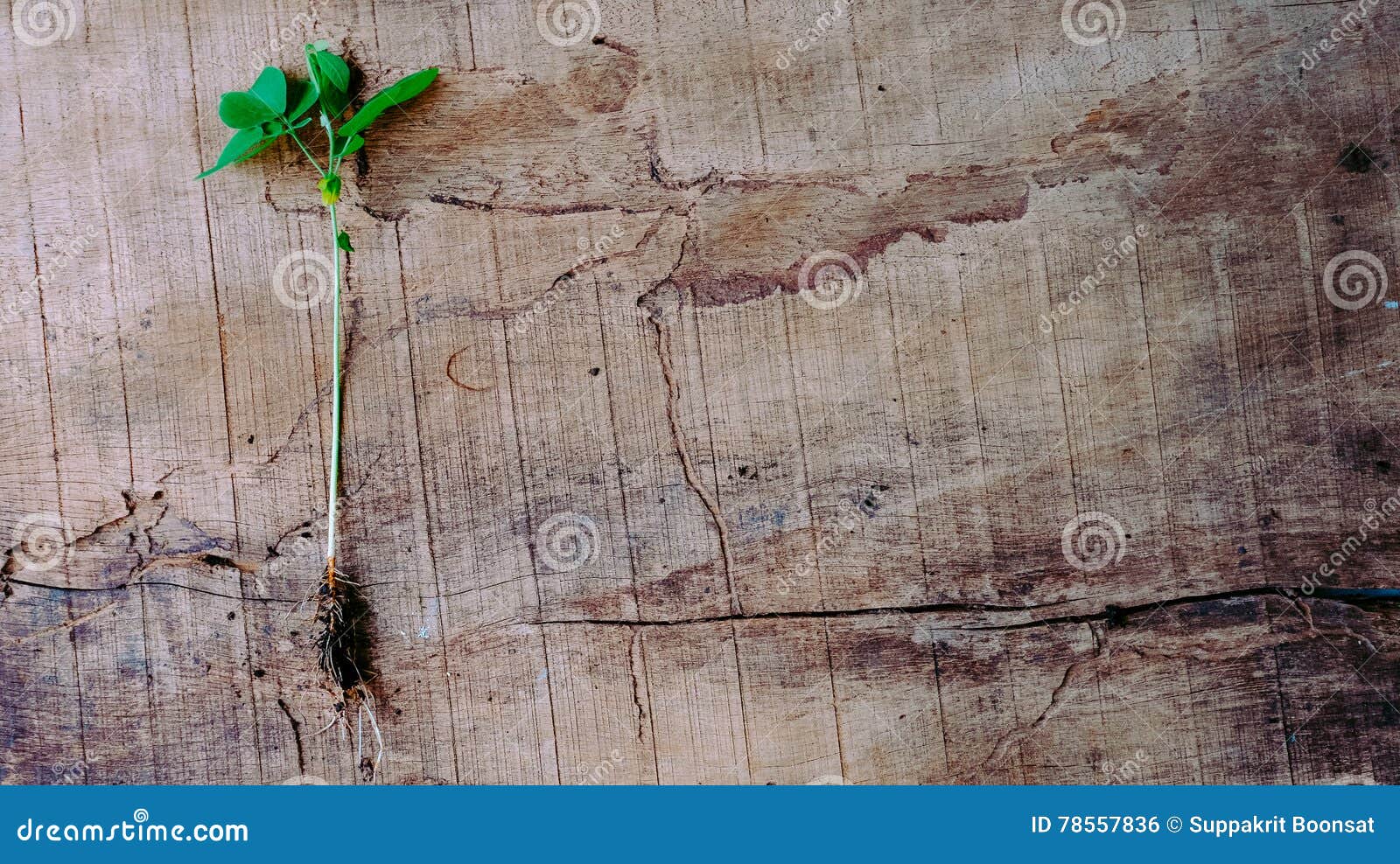 A Pull Out Germination Baby Plants Stock Photo - Image of seed ...