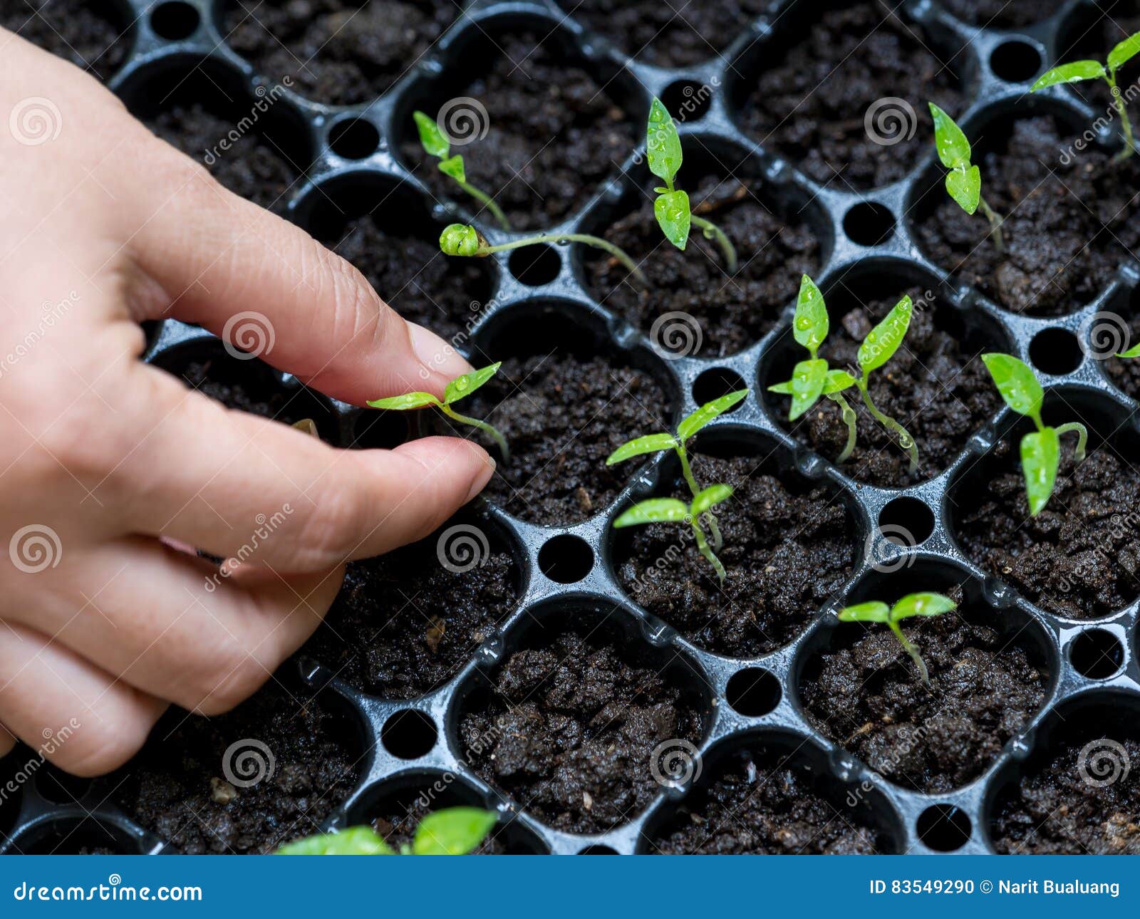 Pull the plants stock photo. Image of woman, maintenance - 83549290
