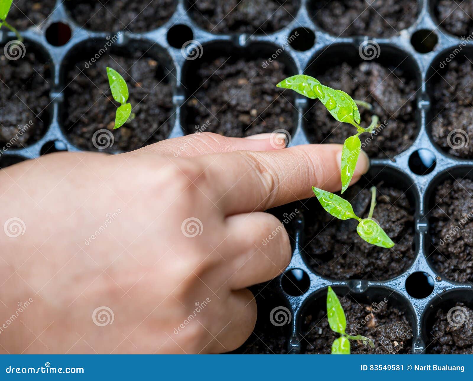 Pull the plants stock image. Image of grow, maintenance - 83549581