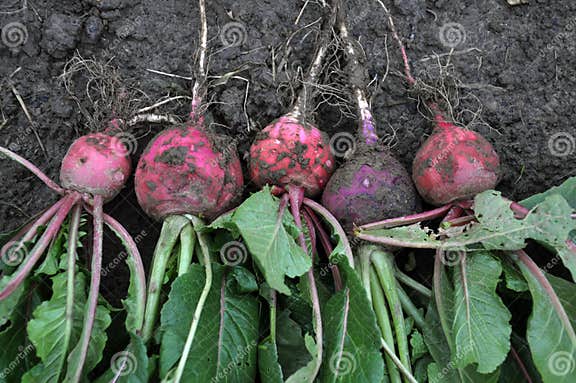 Pulled Out from the Ground Radish Red Winter Stock Image - Image of ...