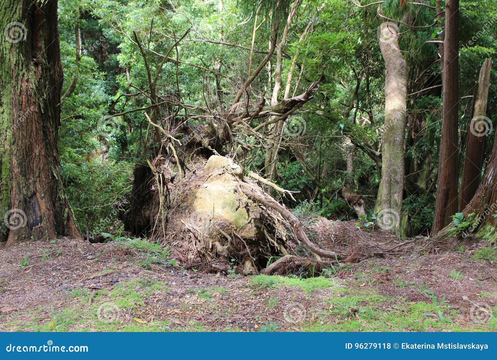 Pulled Out with Roots Tree after the Hurricane in the Park Stock Photo ...