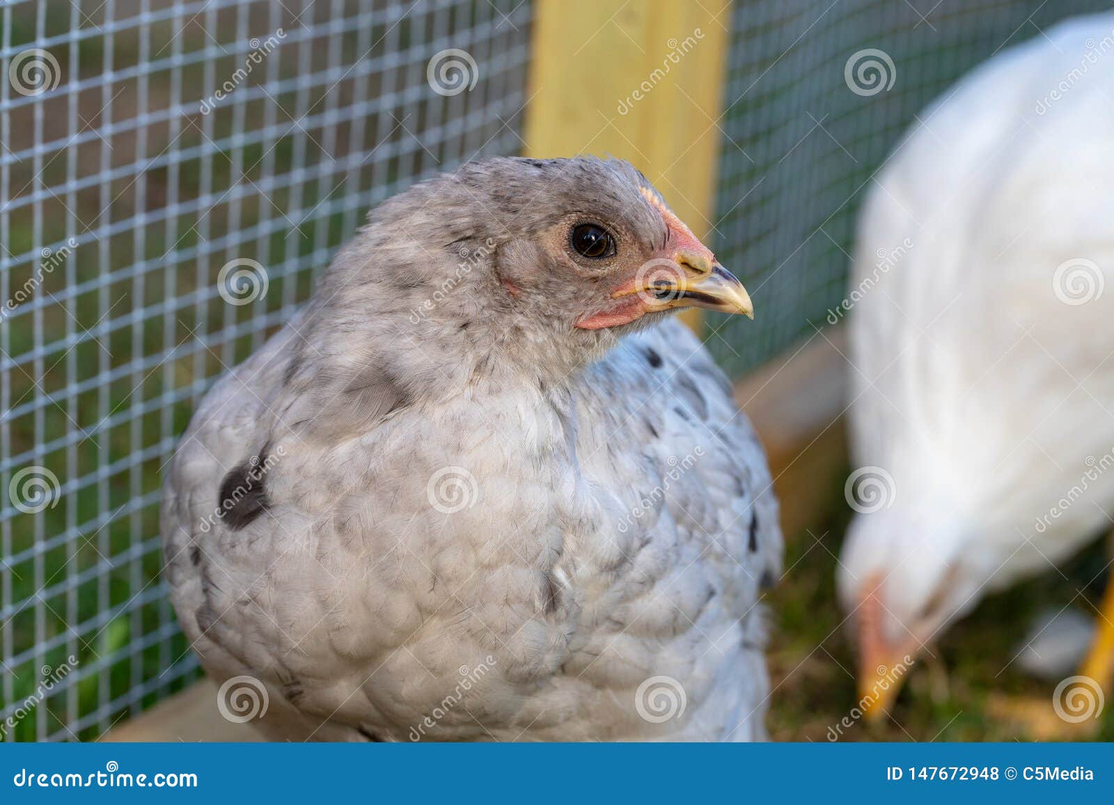 Pullet Chicken Hen in Backyard Coop Stock Photo - Image of chicken ...