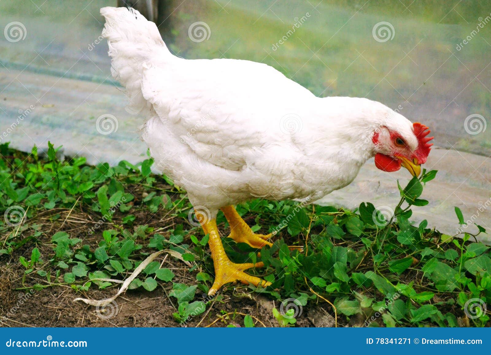 Pullet stock image. Image of progeny, poultry, domestic - 78341271