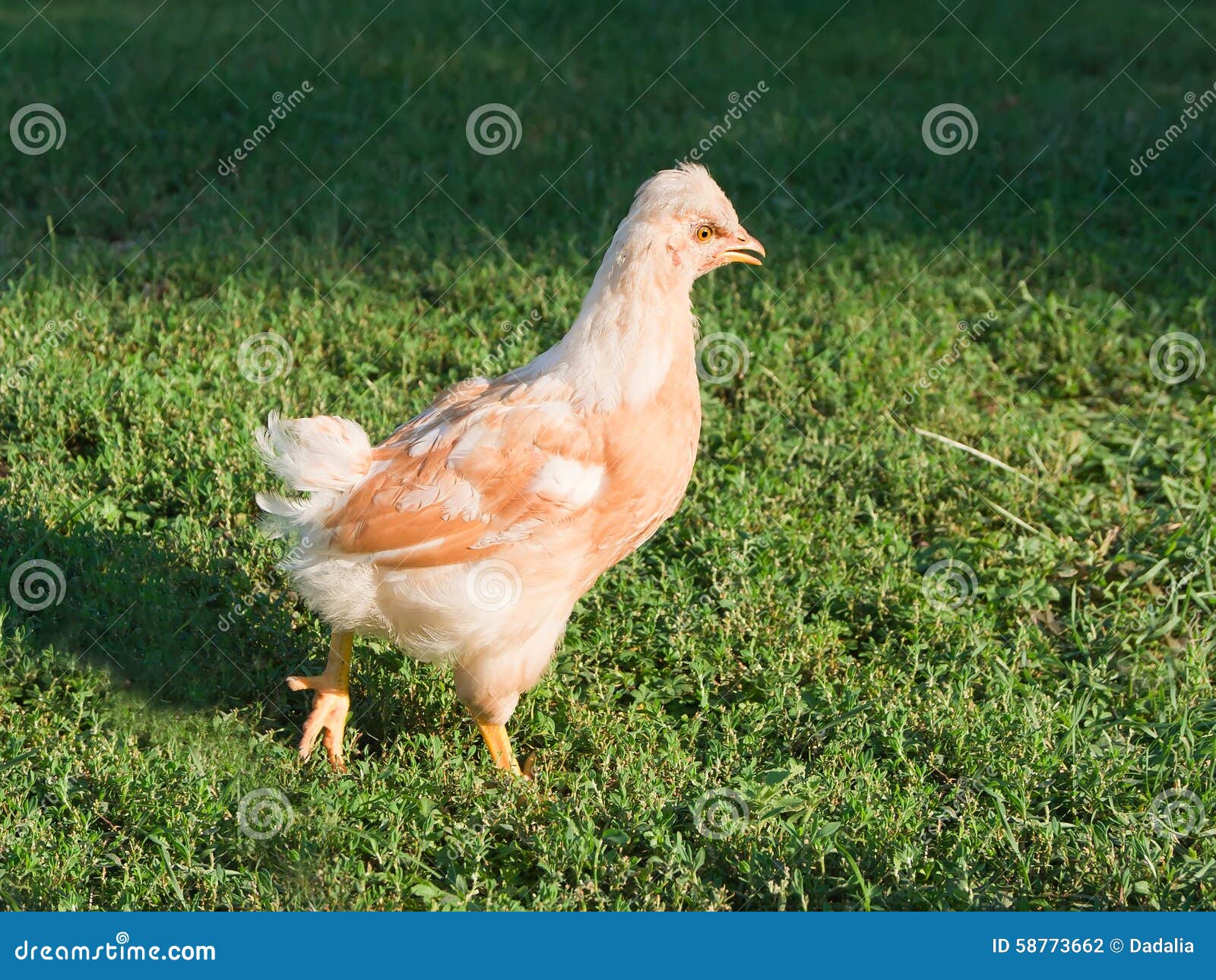 Pullet stock photo. Image of meadow, point, farm, range - 58773662