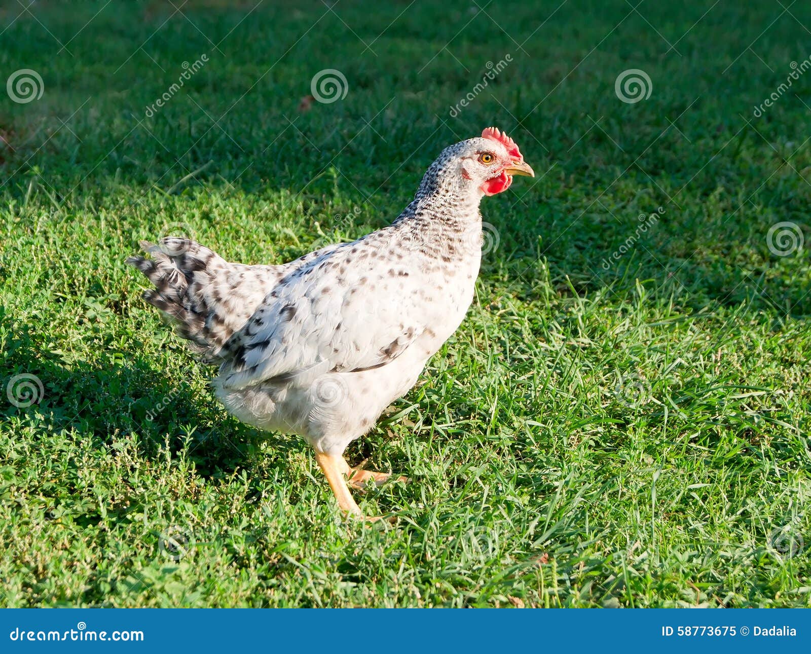 Pullet stock image. Image of meat, farm, grass, rooster - 58773675