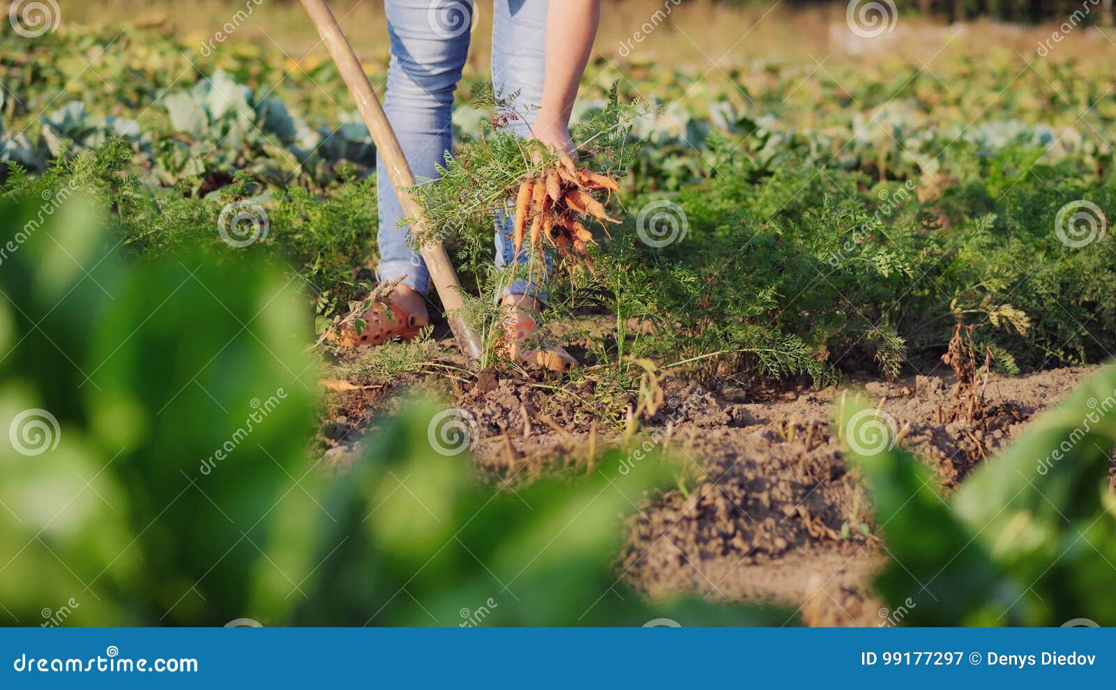 Pulling Carrot Out of the Ground Stock Video - Video of ground, disrupt ...