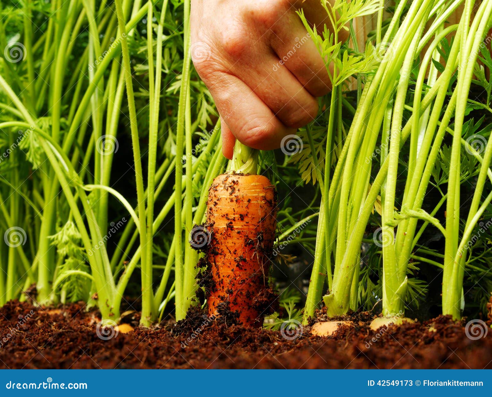 Pulling a carrot out stock image. Image of green, irrigation - 42549173
