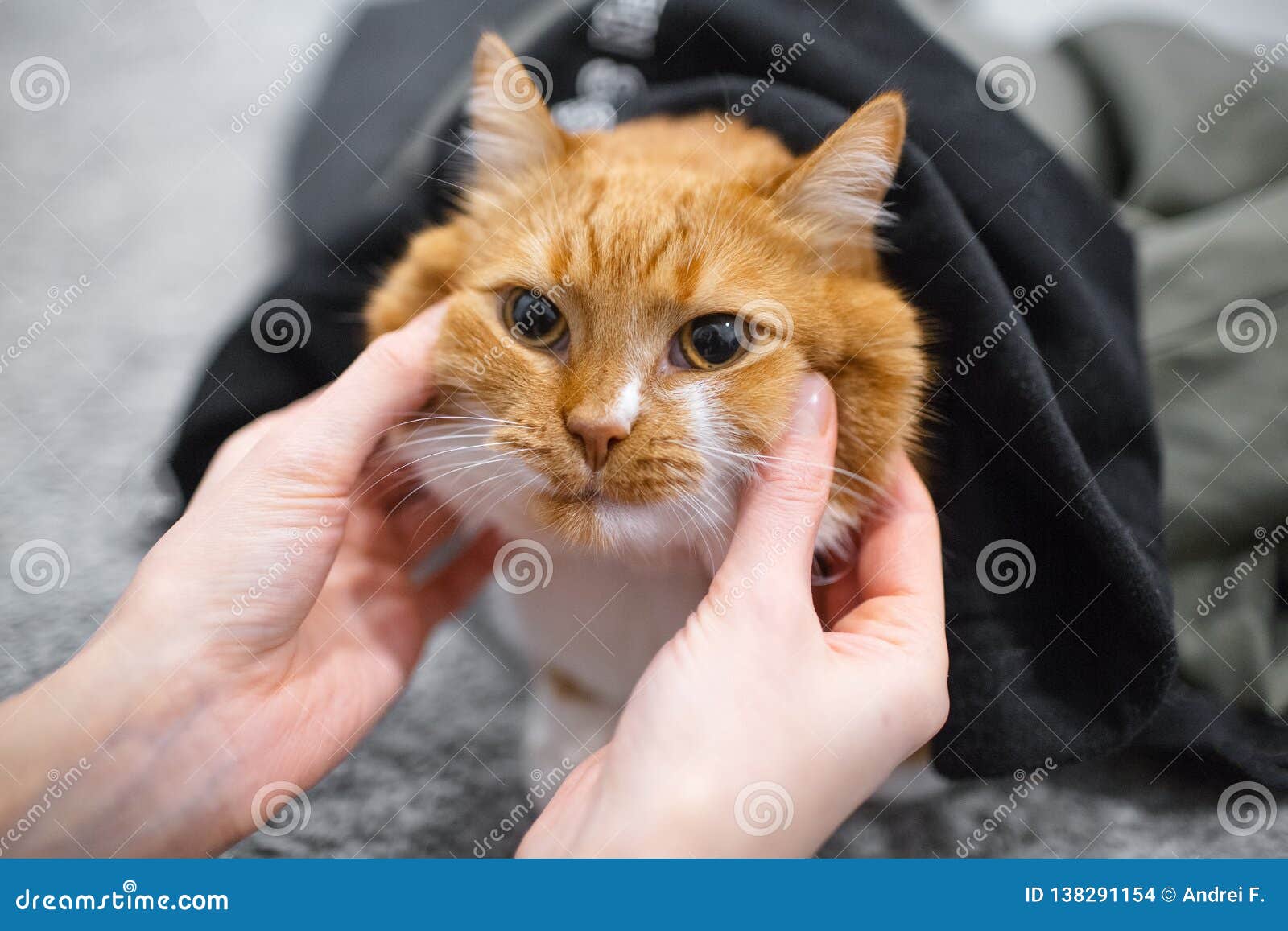 Pulling Cheeks of Red White Cute Cat Stock Photo - Image of cute ...