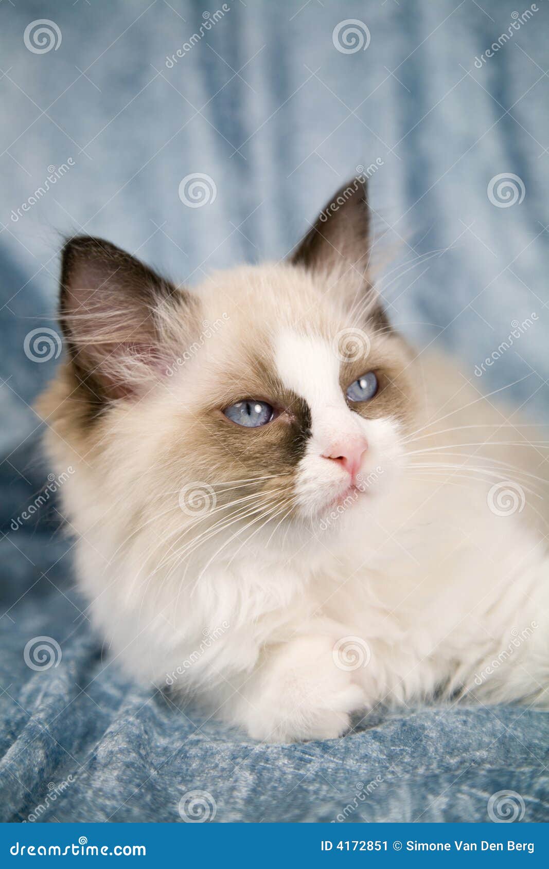 Pulling faces stock image. Image of feline, cats, kitten - 4172851