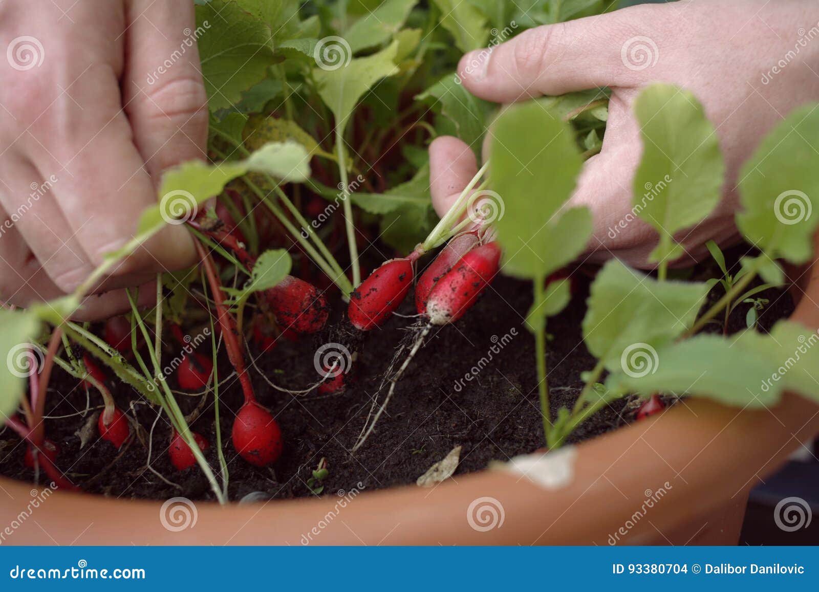 Pulling fresh radishes stock photo. Image of freshness - 93380704