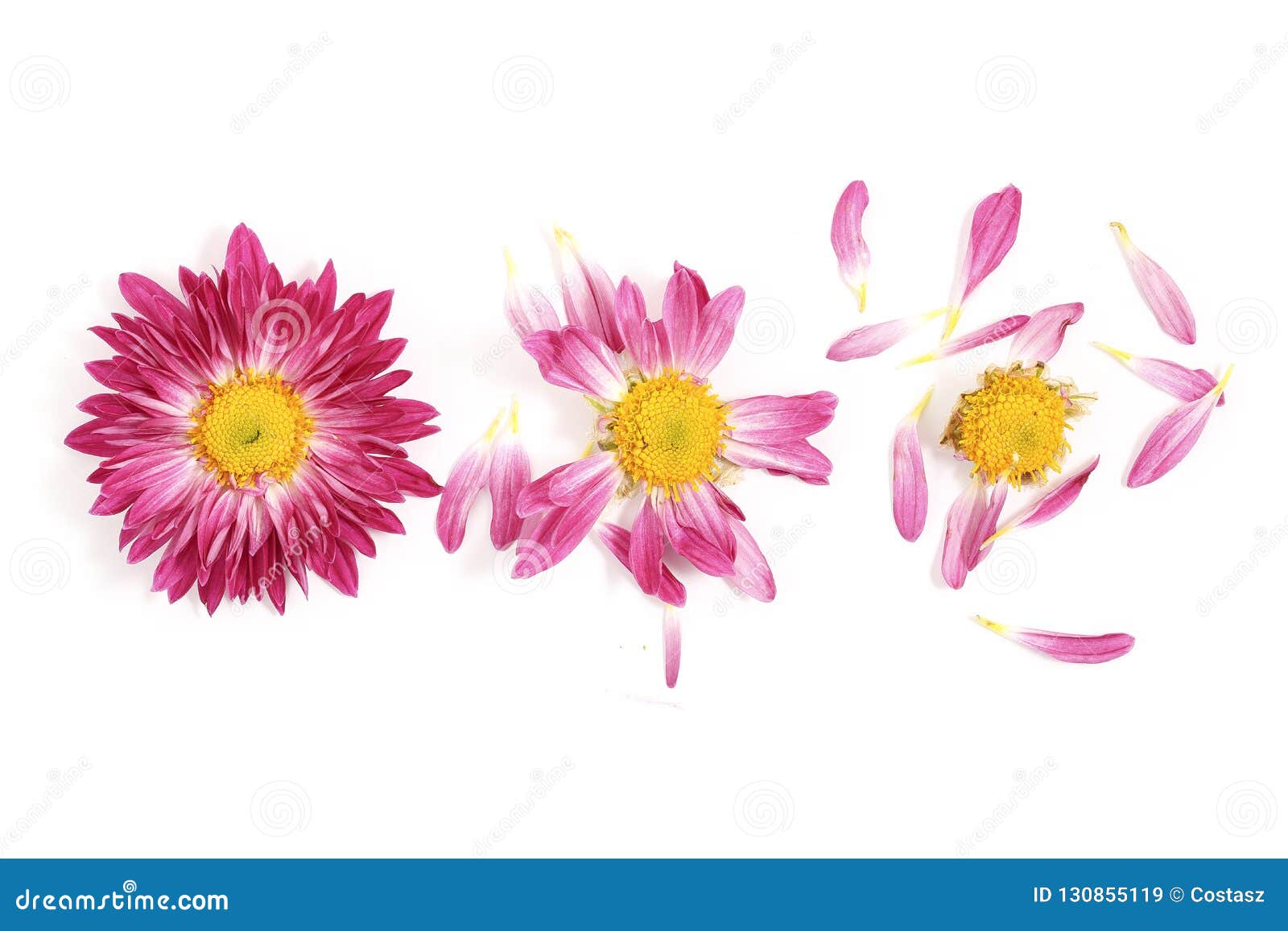 Pulling off petals stock image. Image of passion, innocence - 130855119