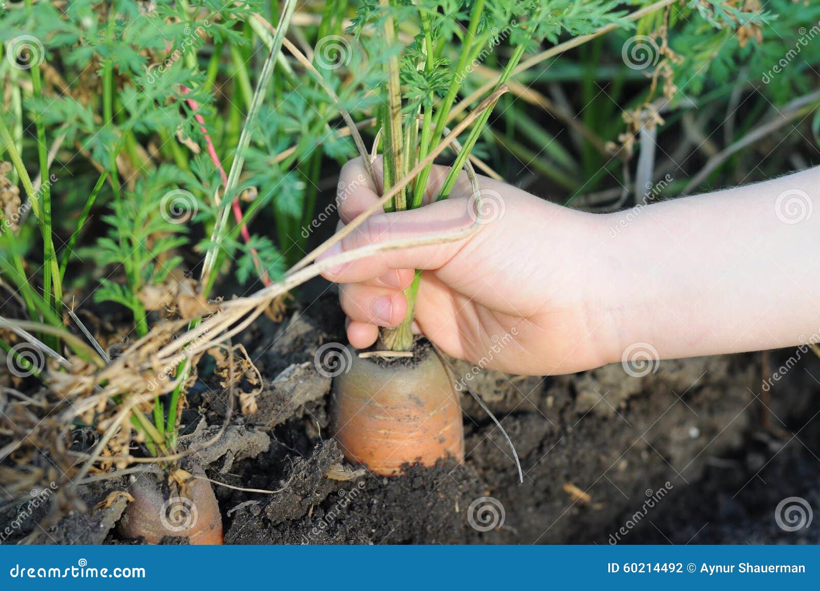 Pulling out the carrot stock photo. Image of hand, carrot - 60214492