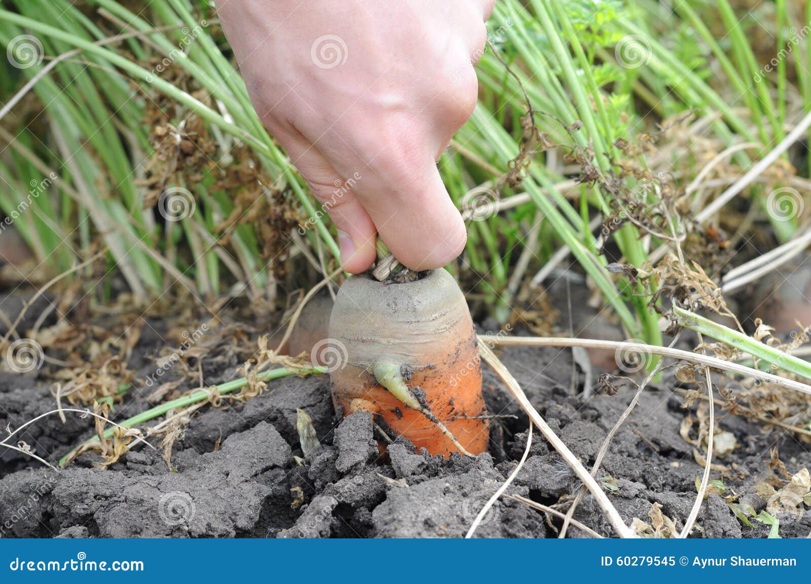 Pulling out the carrot stock image. Image of newly, soil - 60279545