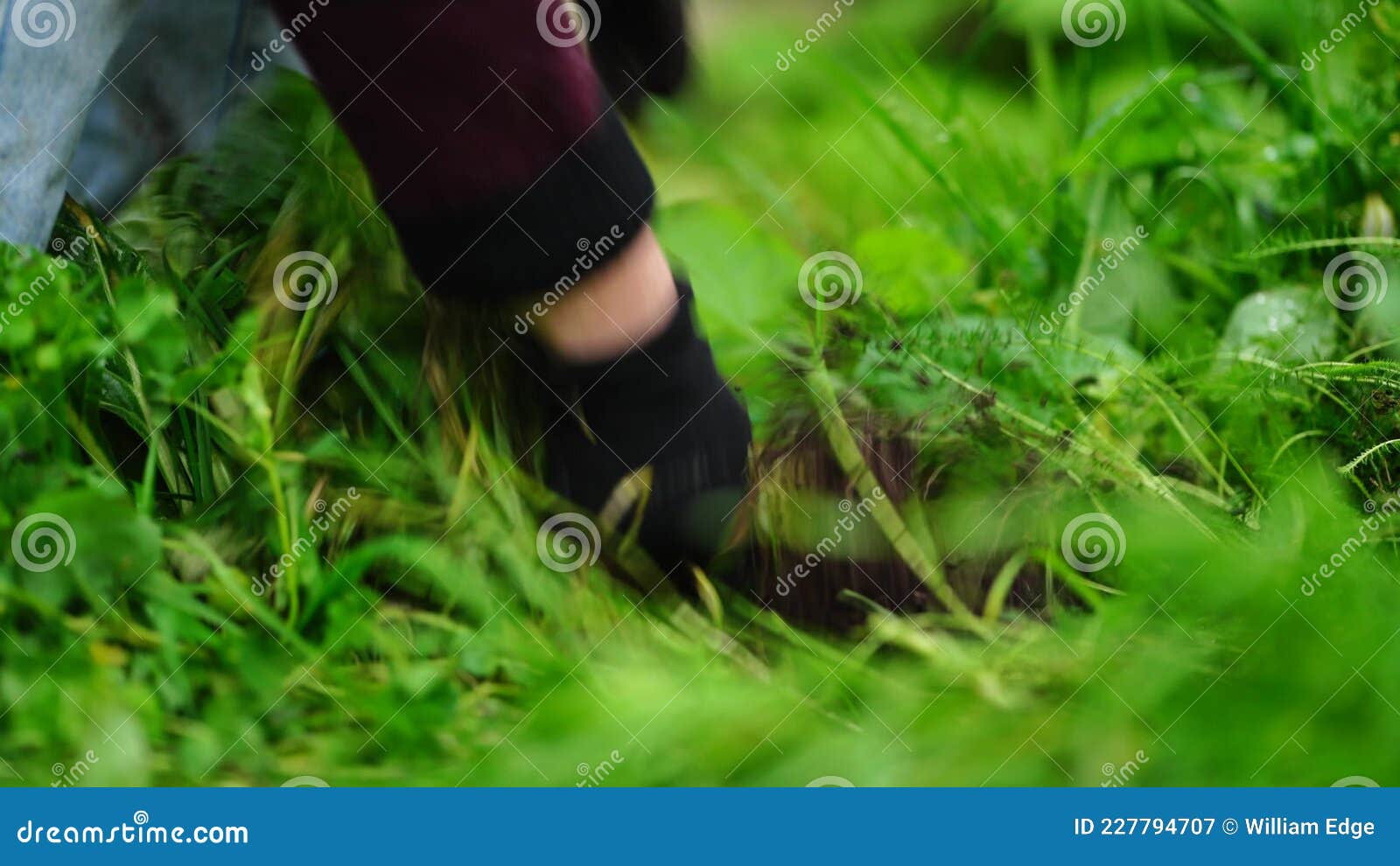 Pulling Out Weeds in a Garden Bed. Stock Video - Video of ecosystem ...