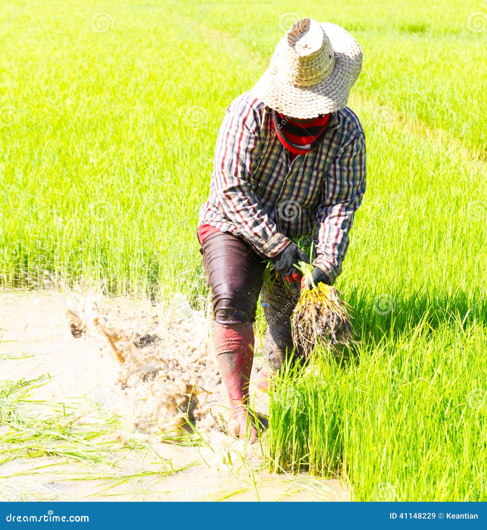 Pulling rice seedlings editorial stock image. Image of grain - 41148229