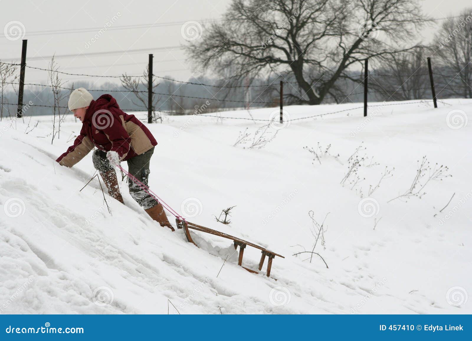 Pulling sleds stock photo. Image of enjoy, sleigh, holidays - 457410