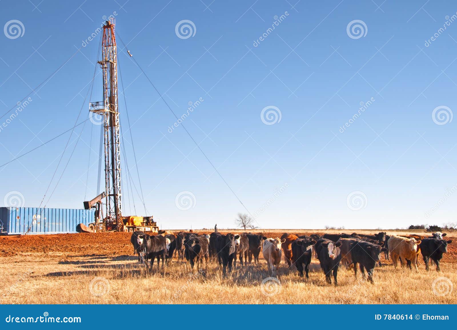 Pulling Unit and Cows stock photo. Image of blue, unit - 7840614