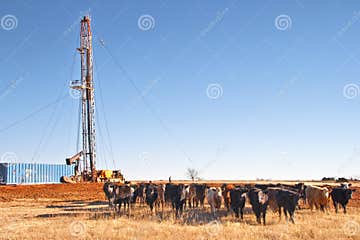 Pulling Unit and Cows stock photo. Image of blue, unit - 7840614