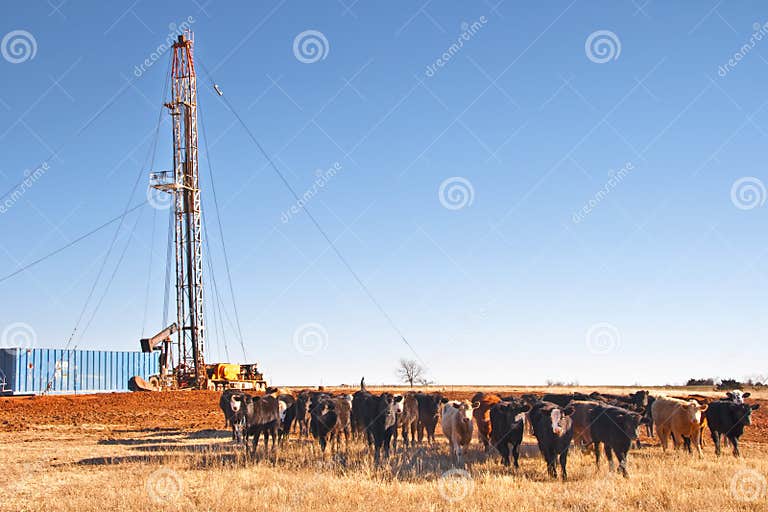 Pulling Unit and Cows stock photo. Image of blue, unit - 7840614