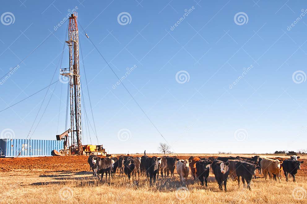 Pulling Unit and Cows stock photo. Image of blue, unit - 7840614