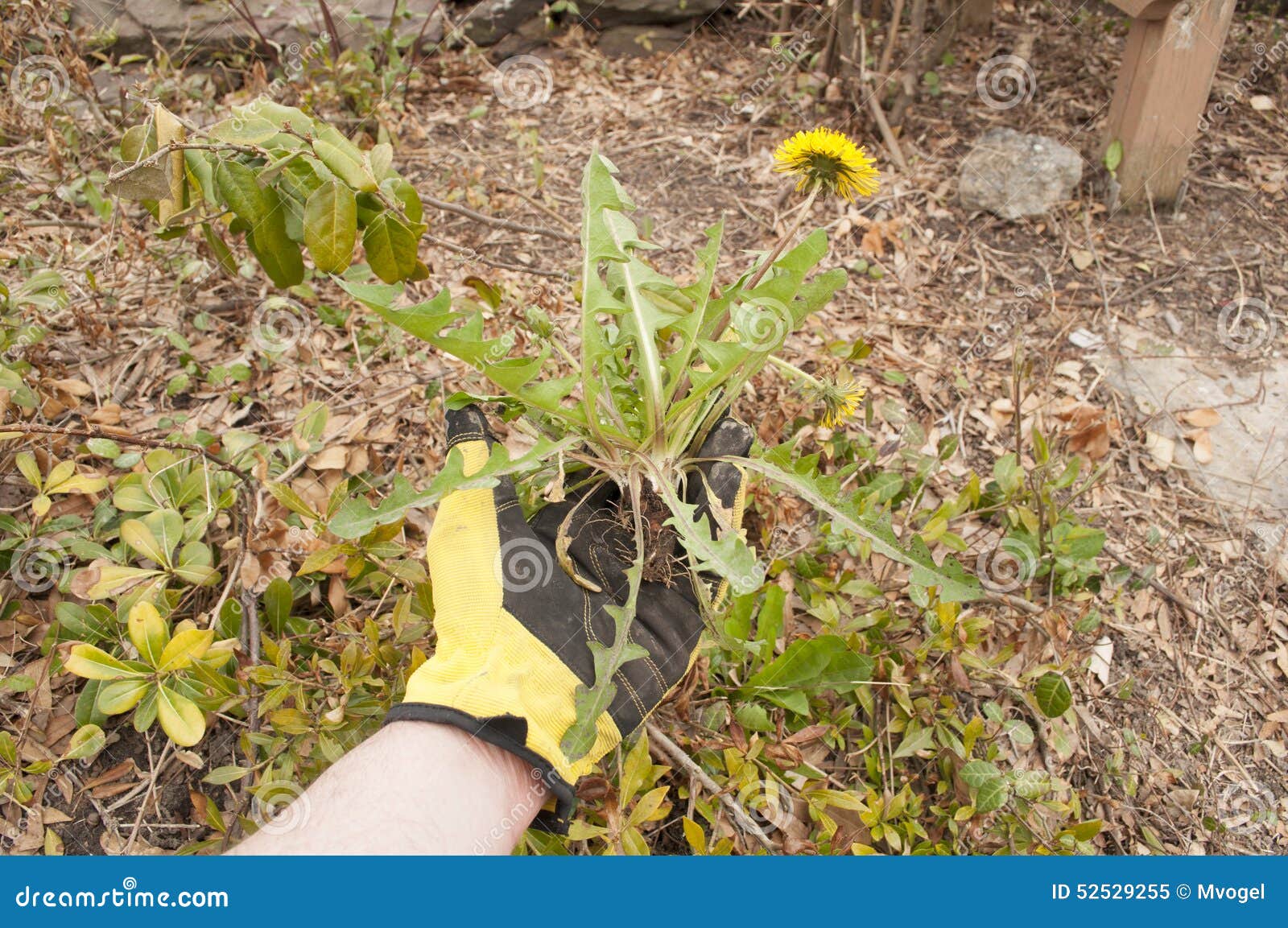Pulling Weeds stock image. Image of leaf, flower, medicinal - 52529255