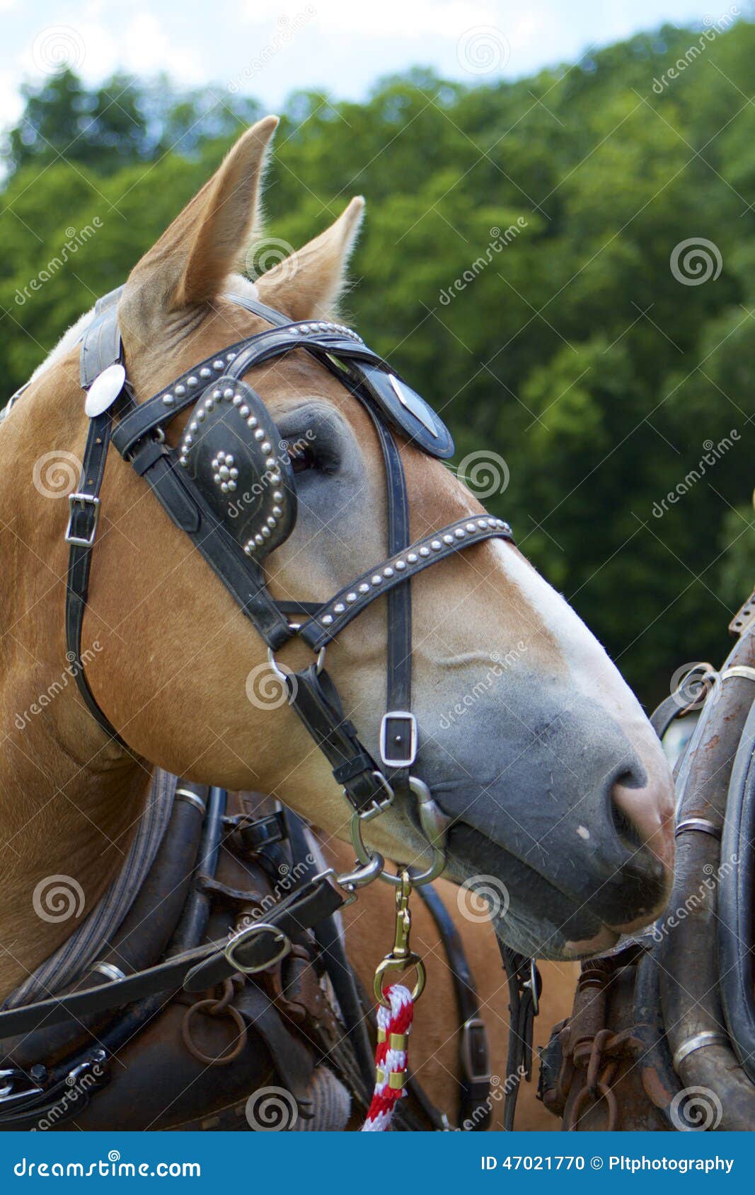 Draft Horse Headshot