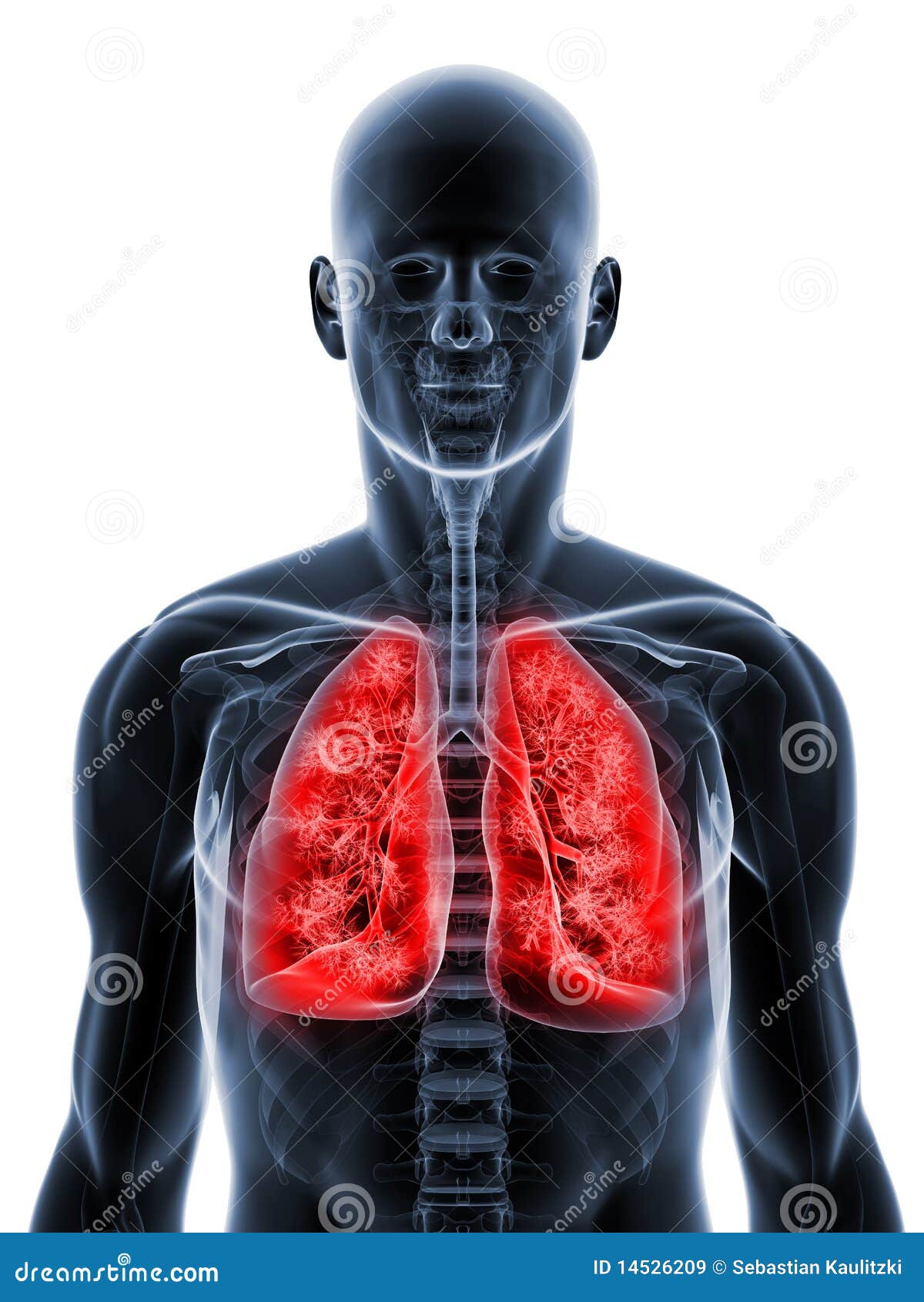 Pulmón humano stock de ilustración. Ilustración de salud - 14526209