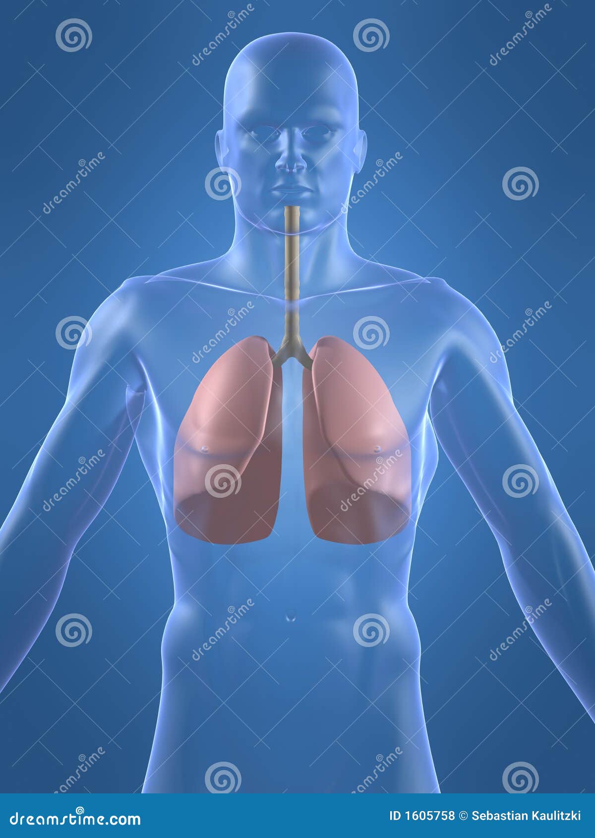 Pulmón humano stock de ilustración. Ilustración de interno - 1605758