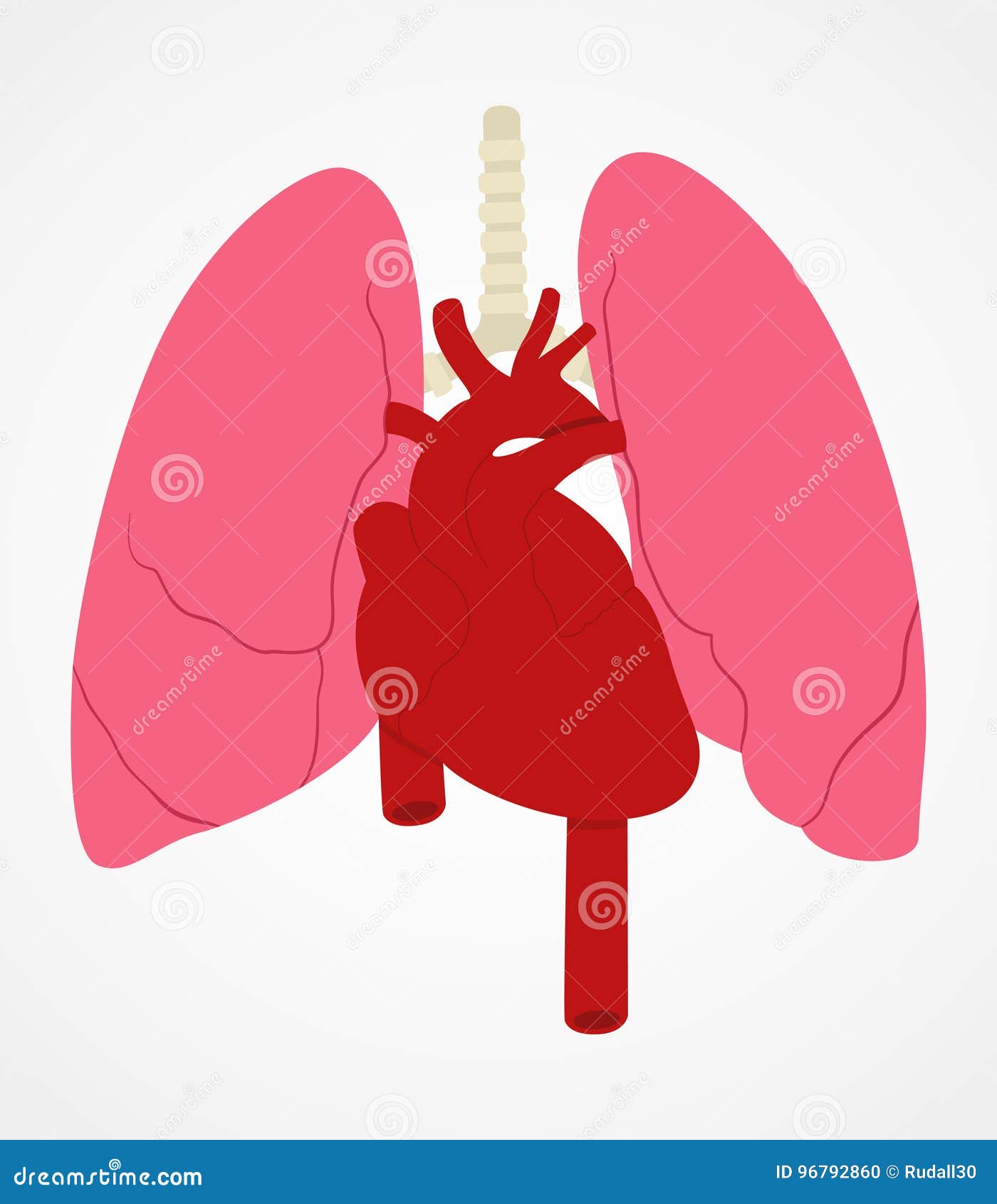 Pulmón y corazón ilustración del vector. Ilustración de plano - 96792860